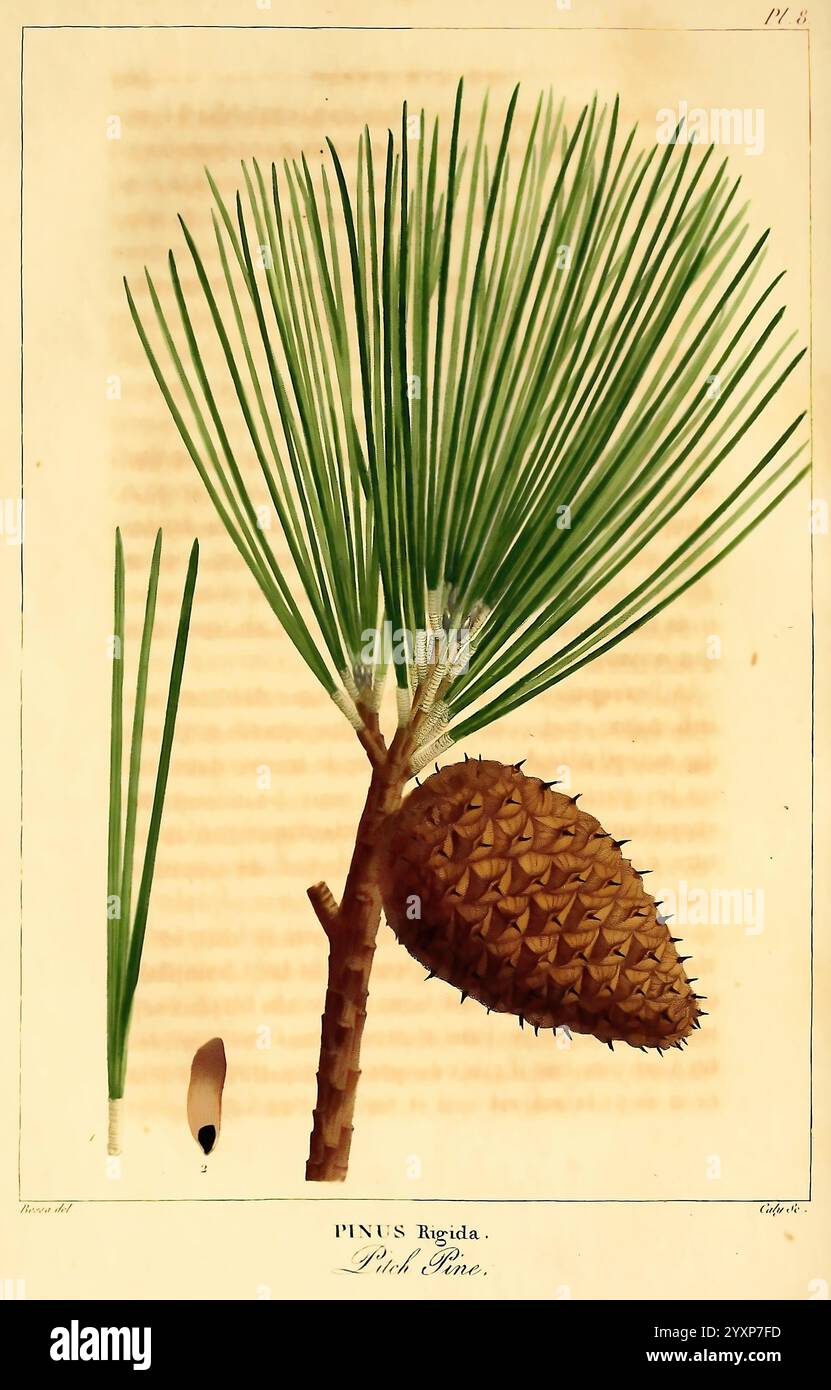 Histoire des arbres forestiers de l'Amérique septentrionale, Paris, L ...