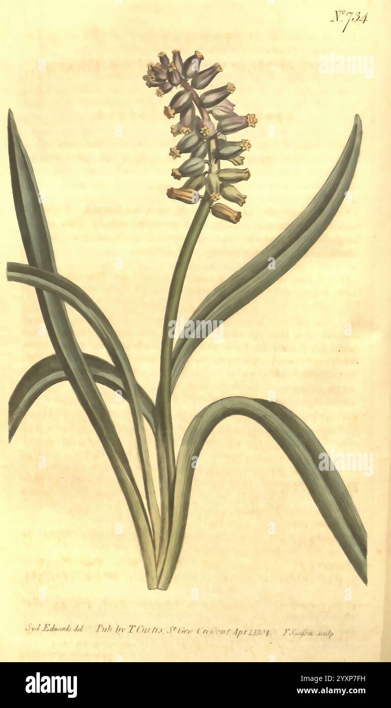 Moschatum taxonomy hi-res stock photography and images - Alamy