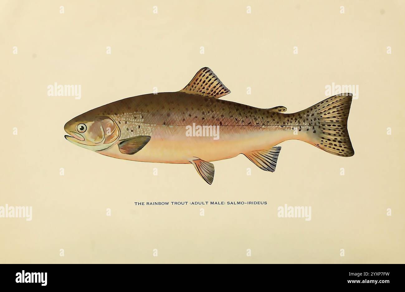 Trout, fly-fishing in America, New York, 1914. Oncorhynchus mykiss, fly ...