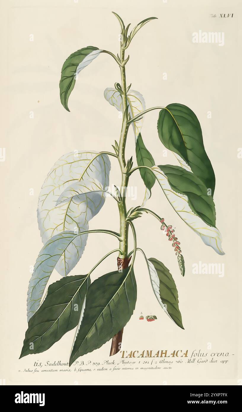 Plantae, Selectae, Quarum, Imagines, Ad, Exemplaria, Naturalia, Londini ...