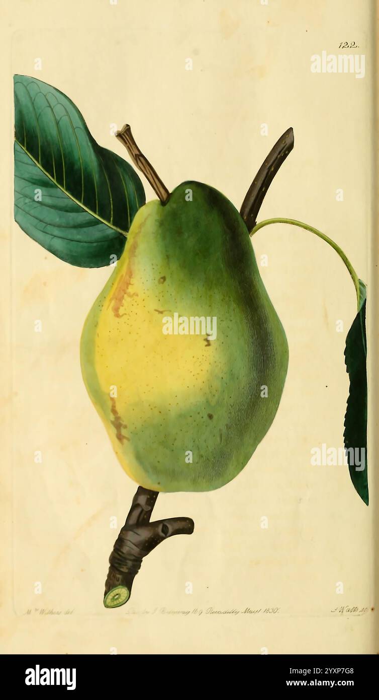 Pear exhibits hi-res stock photography and images - Alamy