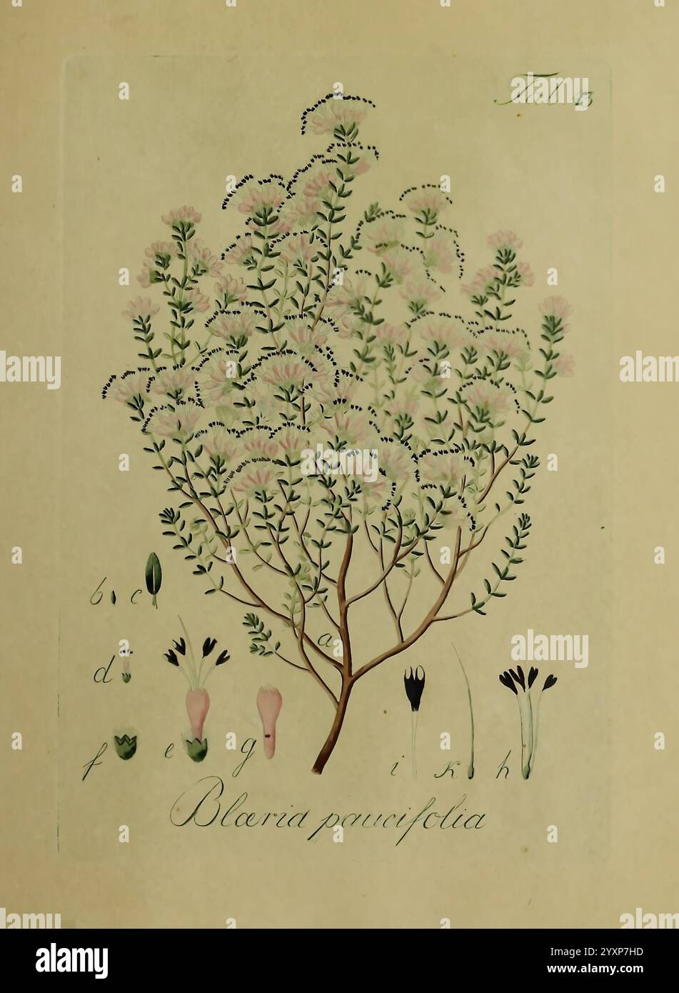 Collectio plantarum tam exoticarum, quam indigenarum, cum delineatione ...