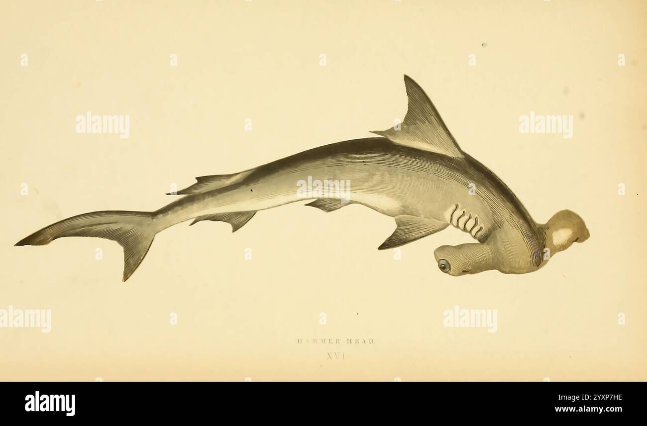 Fin placements hi-res stock photography and images - Alamy