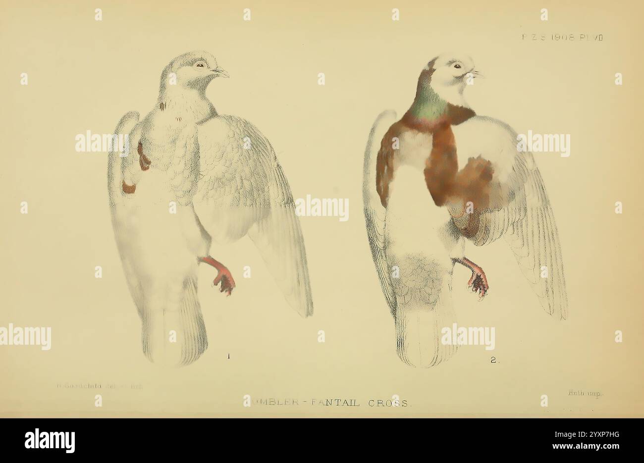 Presenting detailed depictions hi-res stock photography and images - Alamy