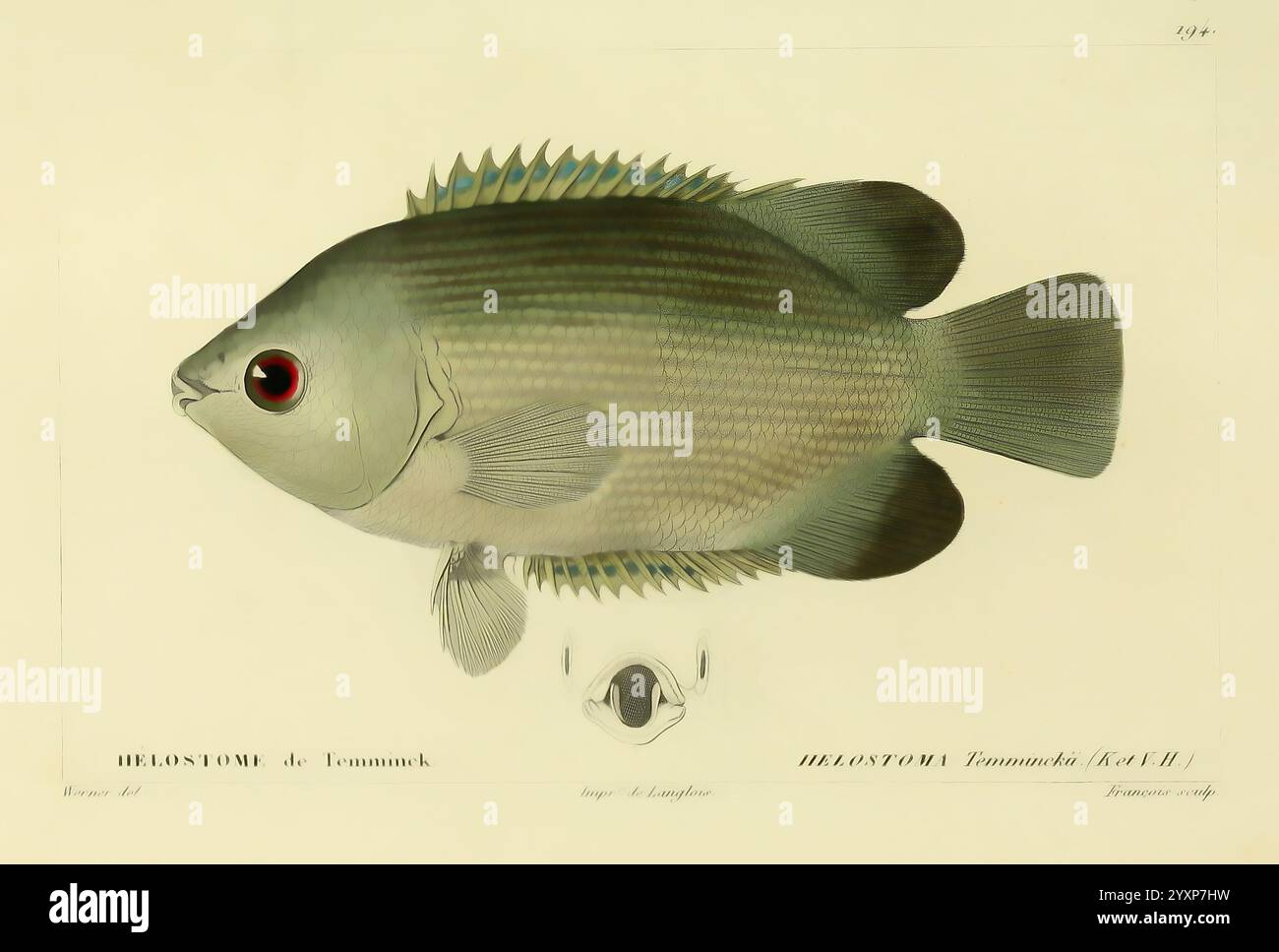Distinctive fish species characterized hi-res stock photography and ...