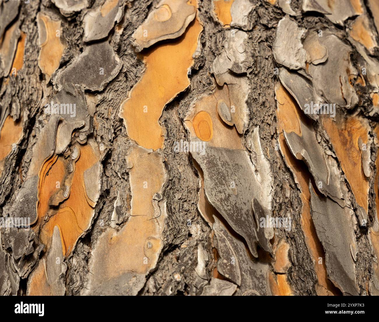 Maritime Pine, Pinus pinaster trunk symbol. Texture made of maritime ...