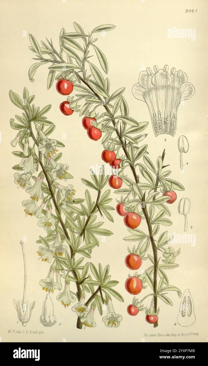 Binomial lycium pallidum taxonomy hi-res stock photography and images ...