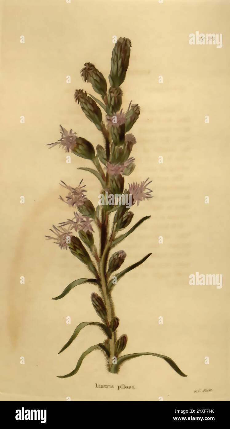 The, botanical, cabinet, London, John, and, Arthur, Arch, 1817-1833 ...