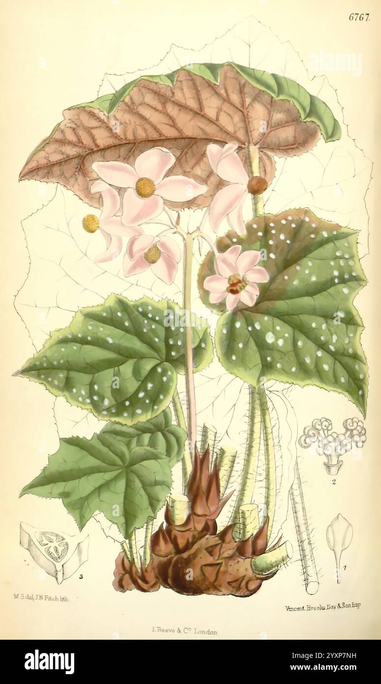 Plants bulbous root structure hi-res stock photography and images - Alamy