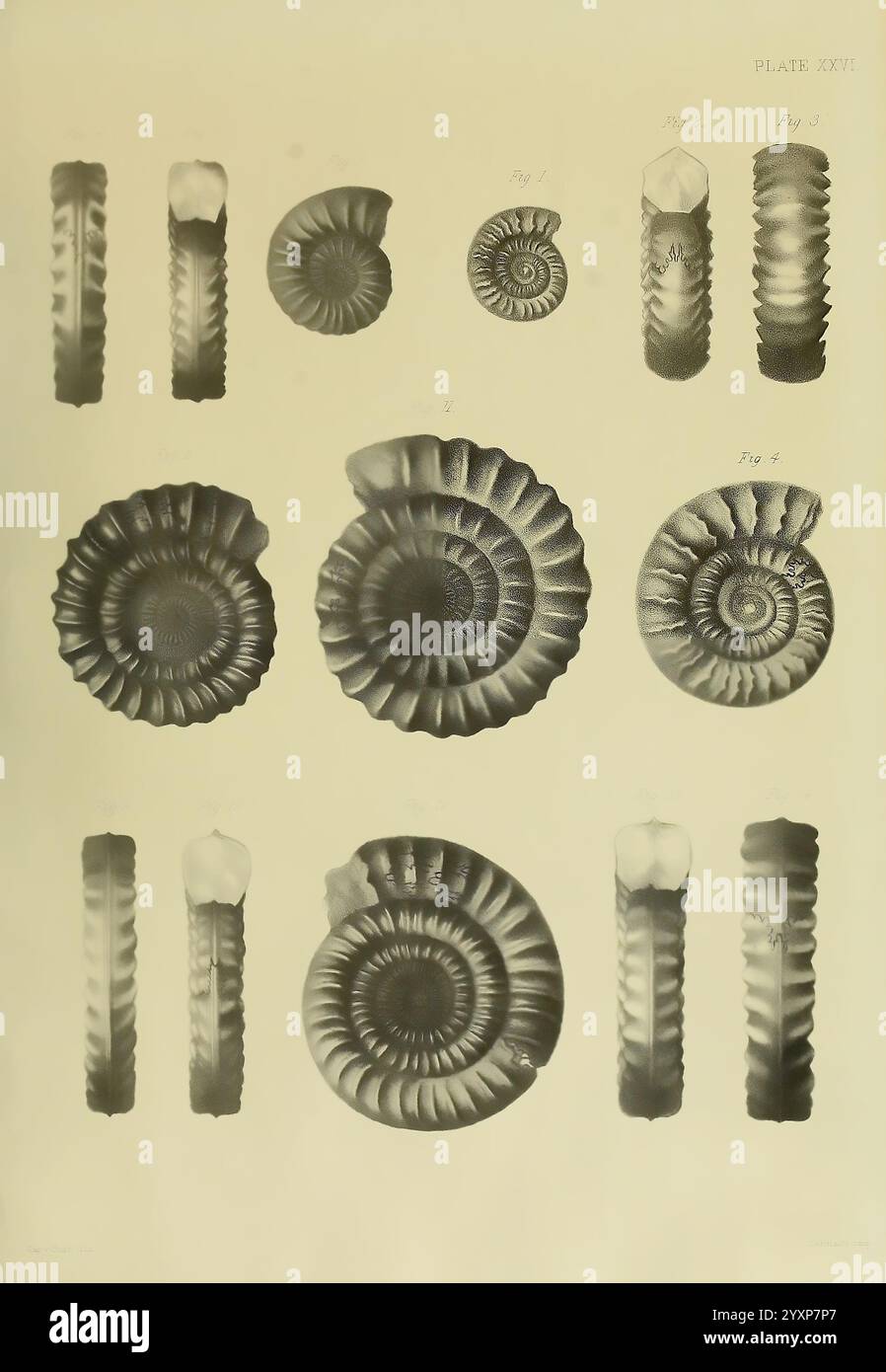 Intricate illustration of various ammonite shells hi-res stock ...
