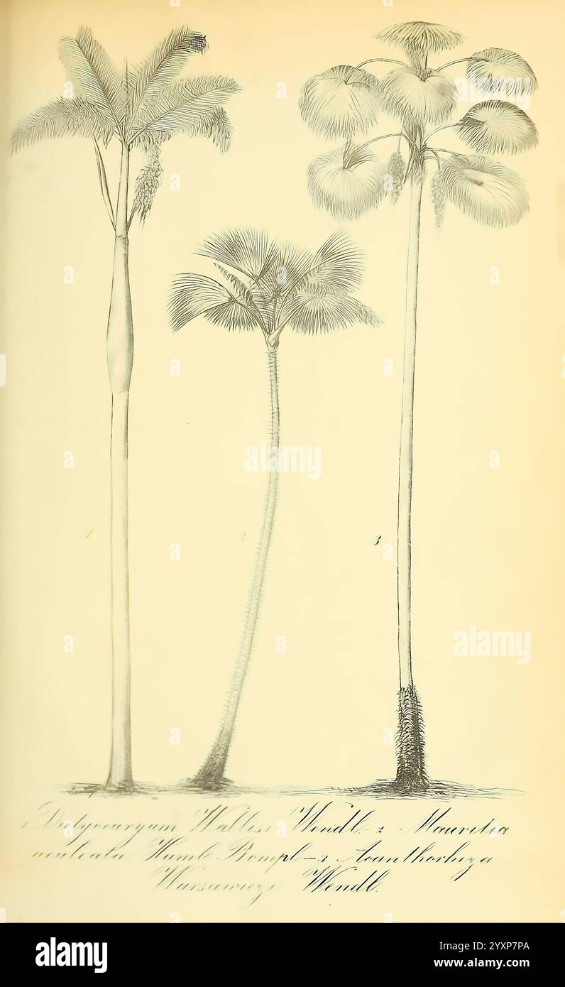 Illustration features three tall palm trees hi-res stock photography ...