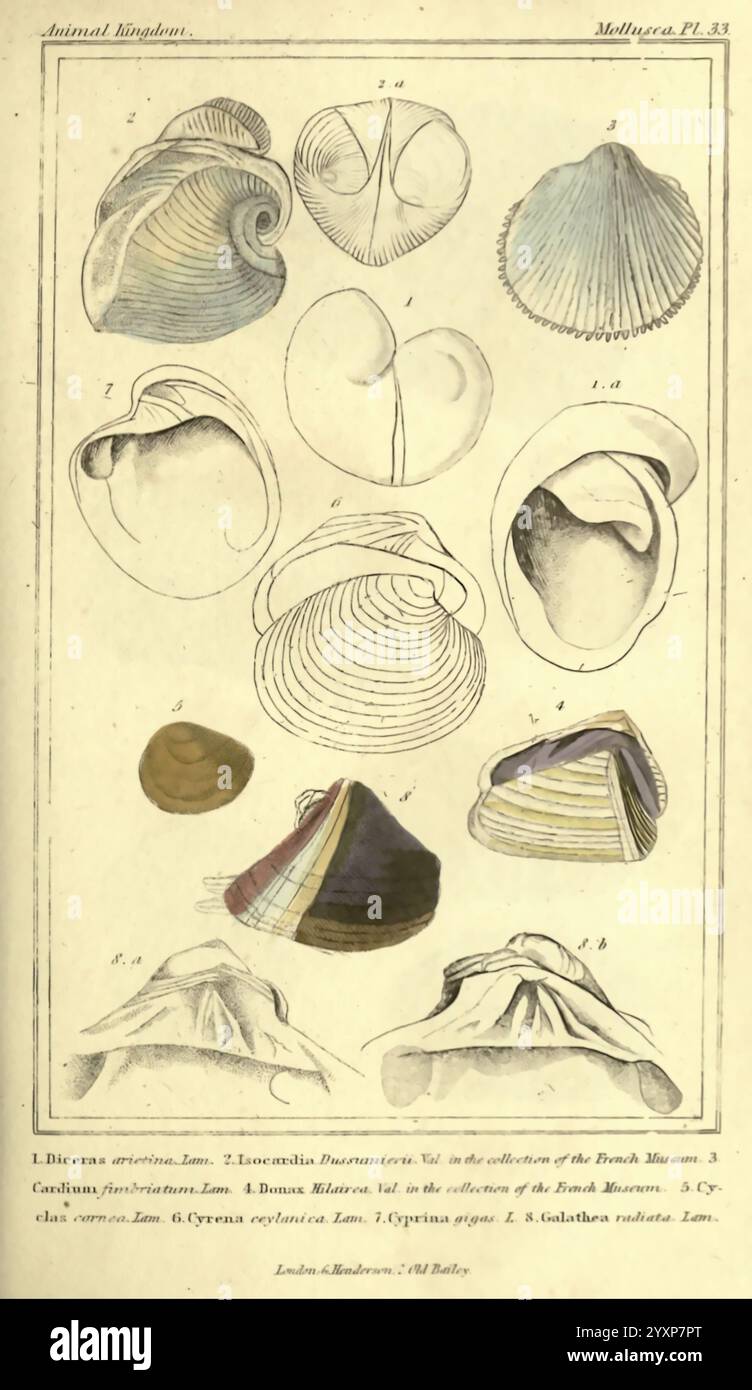 Scientific identification alongside hi-res stock photography and images ...