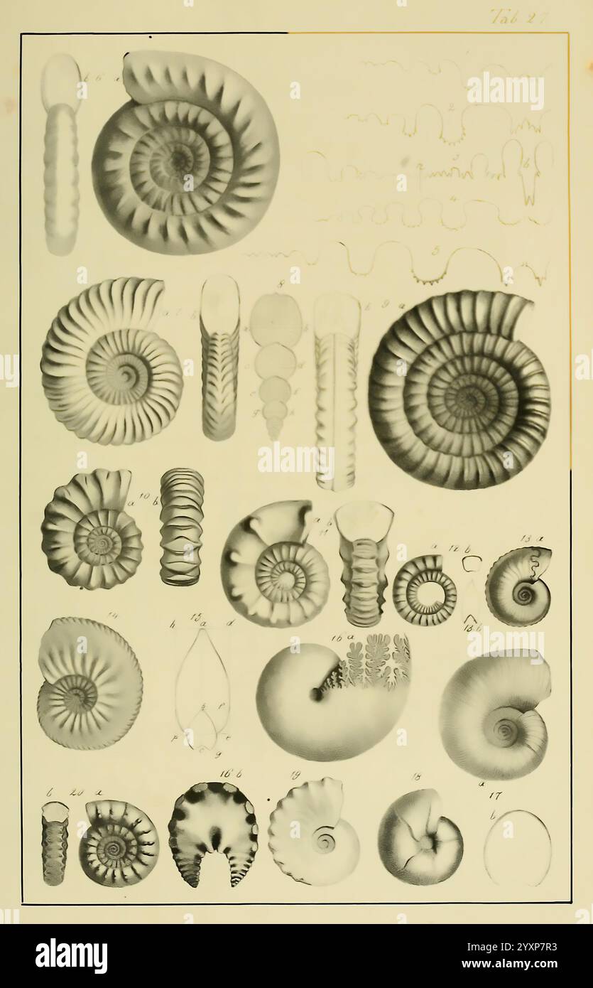 Handbuch der Petrefaktenkunde Tübingen H. Laupp 1852 fossils ...