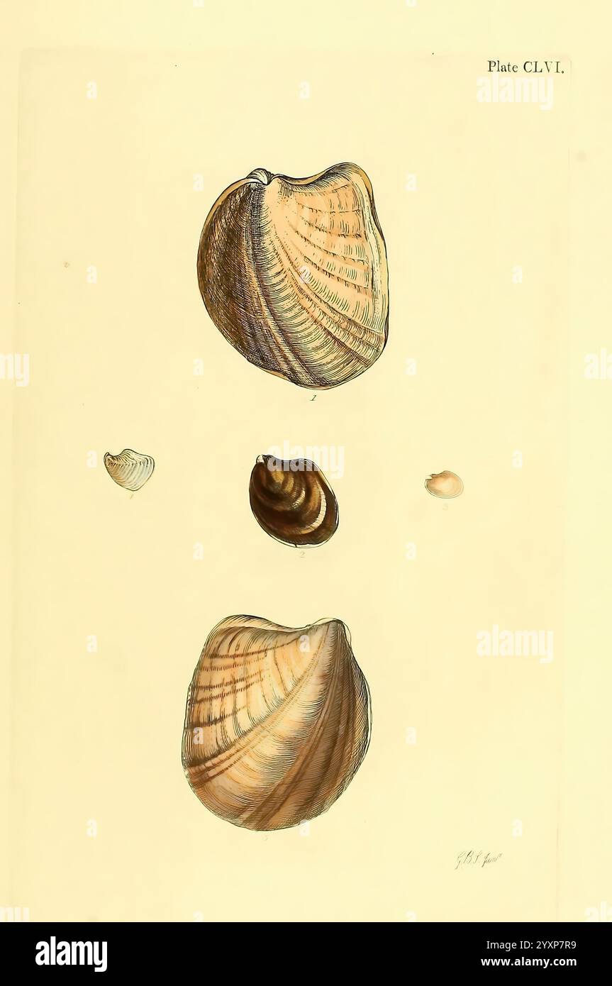 Ridged shell displays hi-res stock photography and images - Alamy