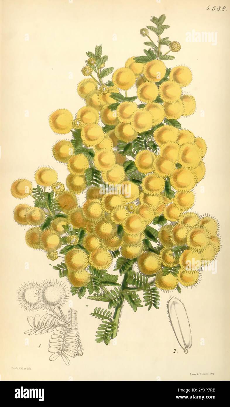 Individual flower structures labeled hi-res stock photography and ...
