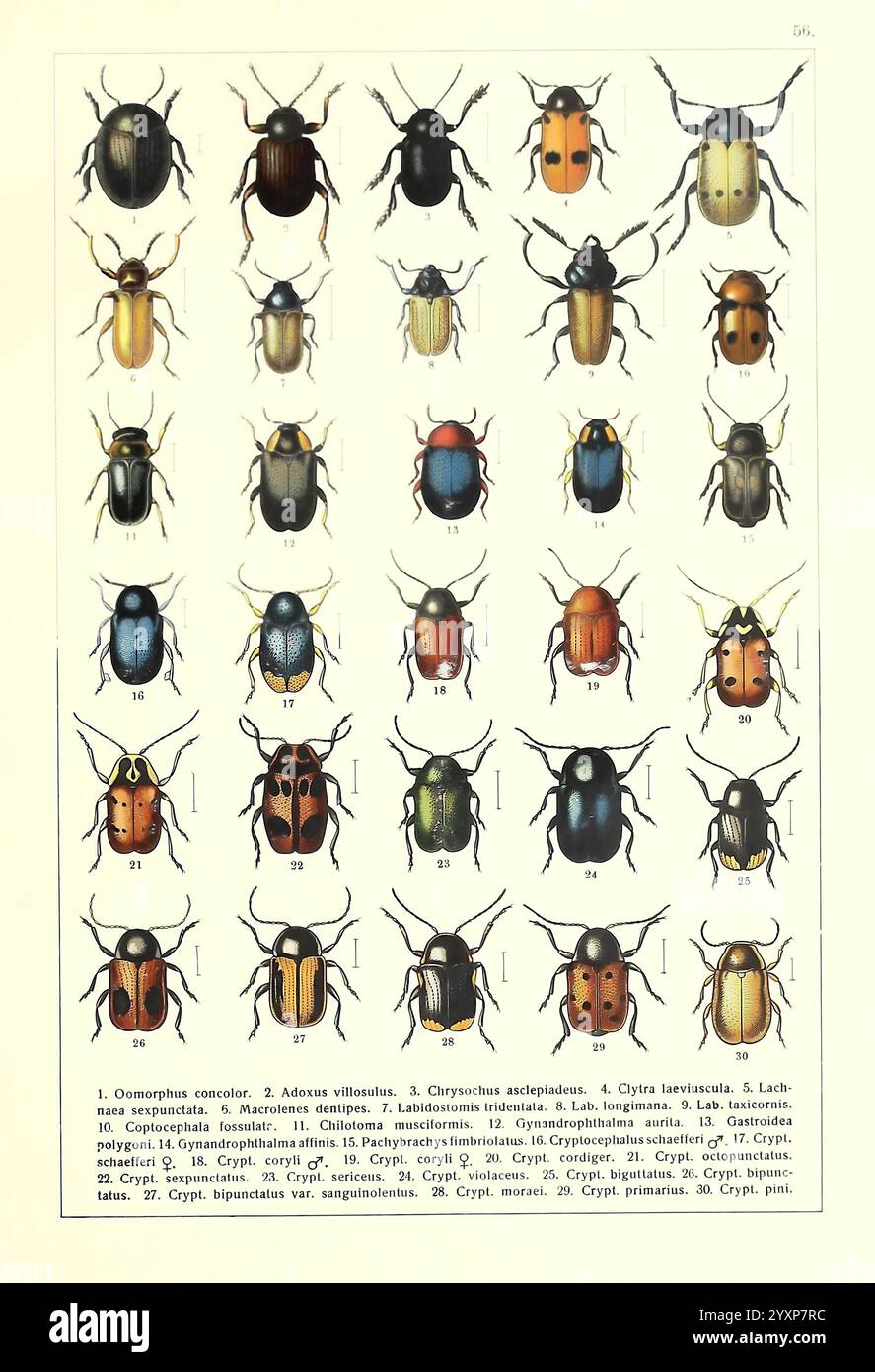 Beetle displays unique colors hi-res stock photography and images - Alamy