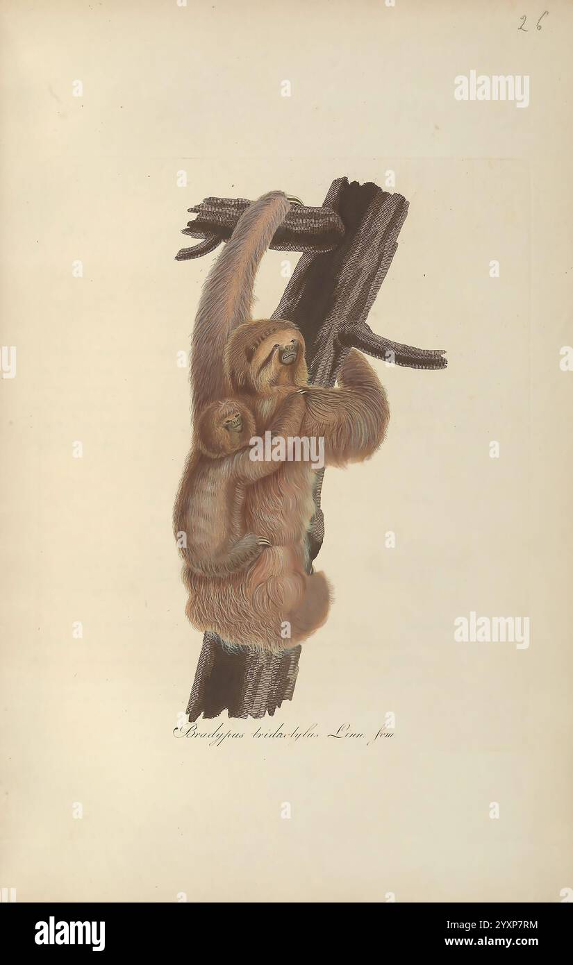 Sloths clings hi-res stock photography and images - Alamy