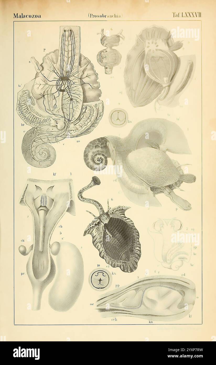 Respiratory systems associated hi-res stock photography and images - Alamy