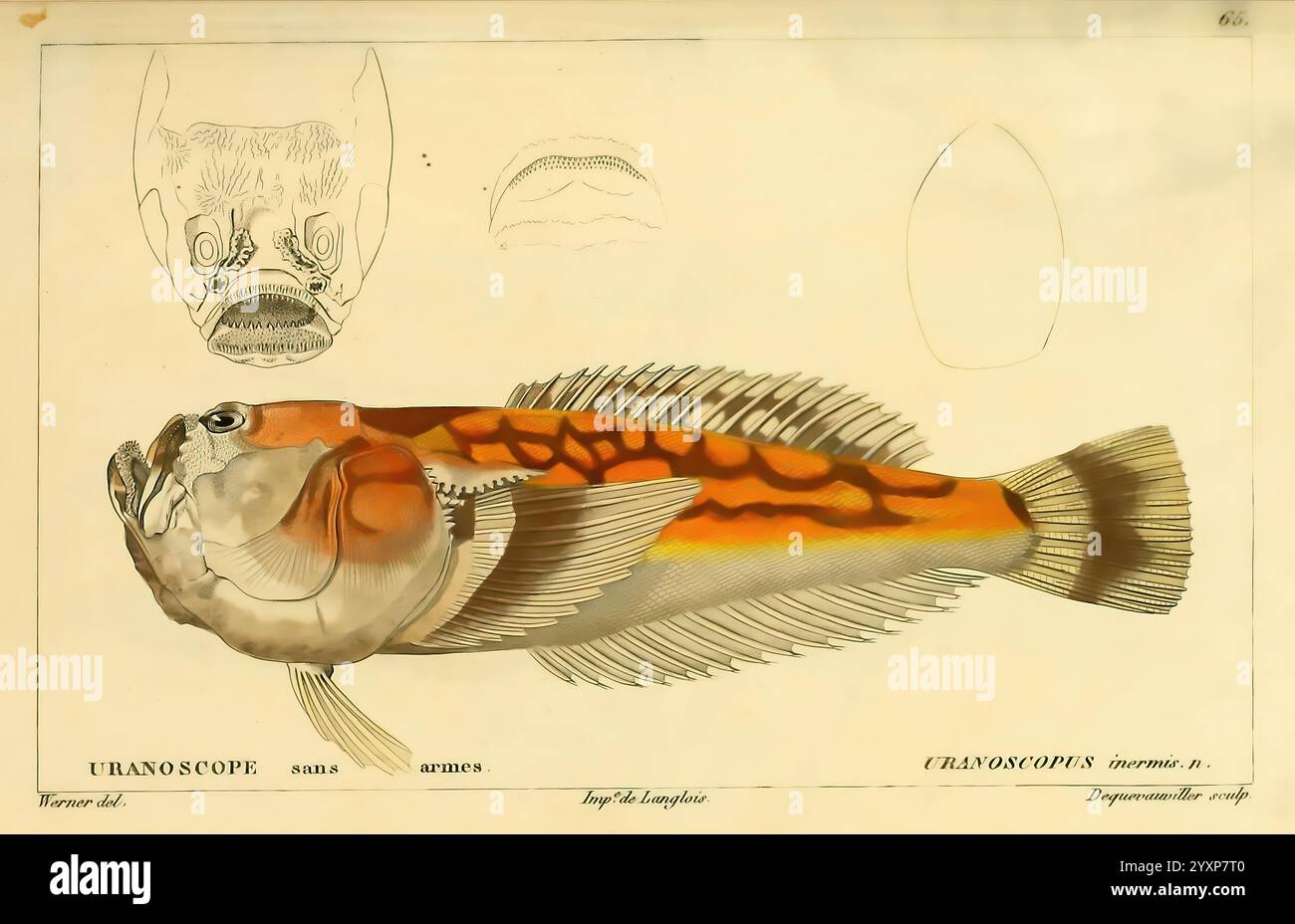 Fishs distinctive characteristics hi-res stock photography and images ...