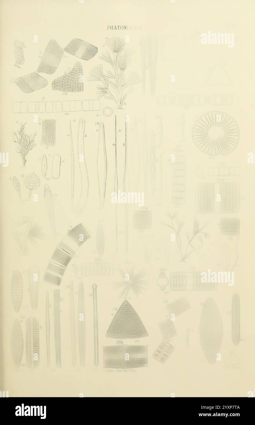 Different diatom species hi-res stock photography and images - Alamy