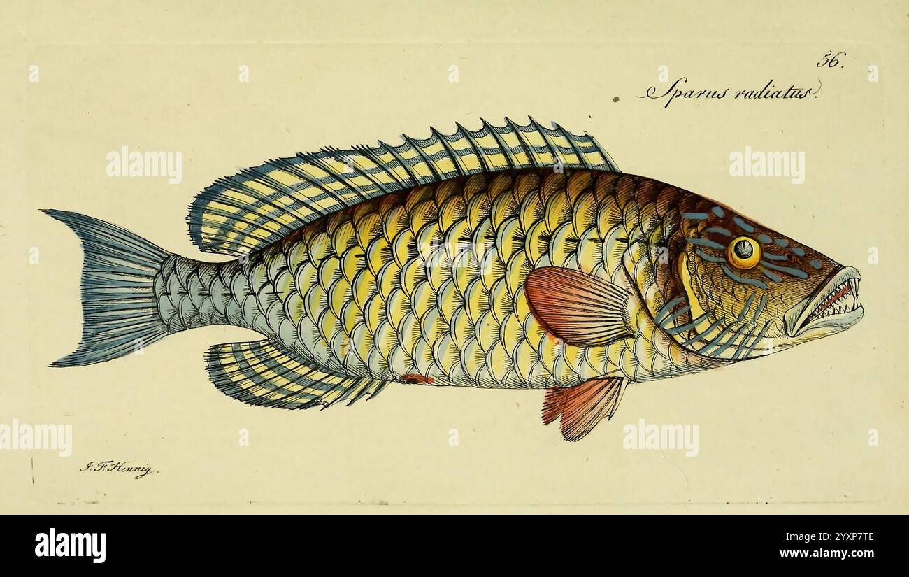 Fishs detailed fins hi-res stock photography and images - Alamy