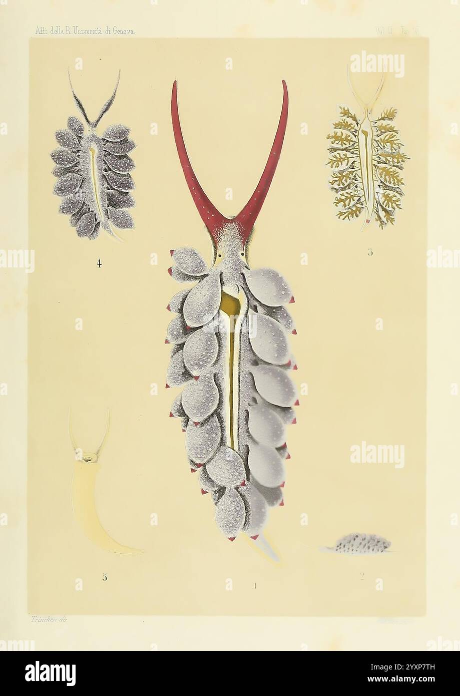Creatures distinctive morphology hi-res stock photography and images ...