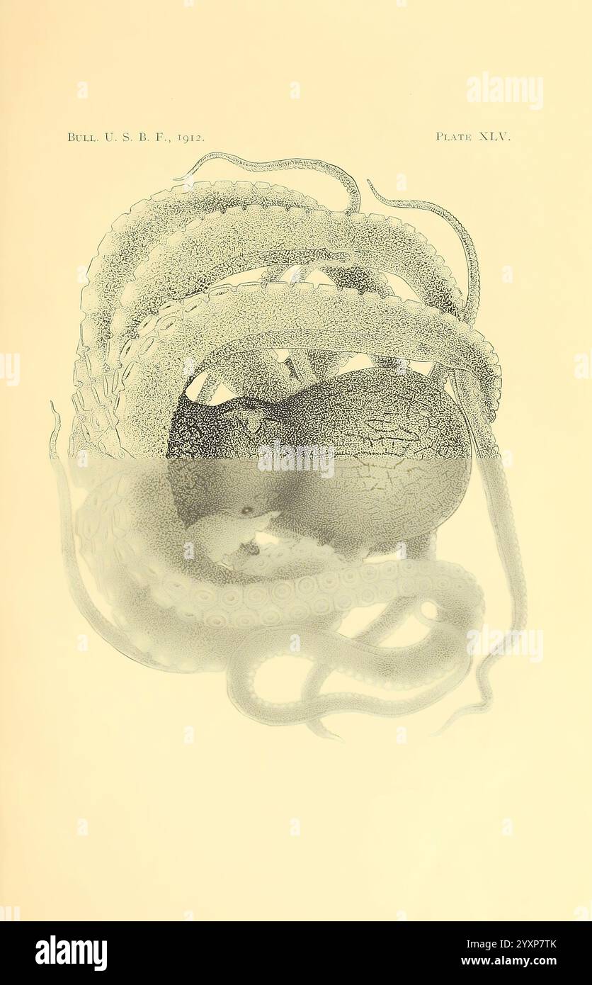 Polypus marmoratus hi-res stock photography and images - Alamy