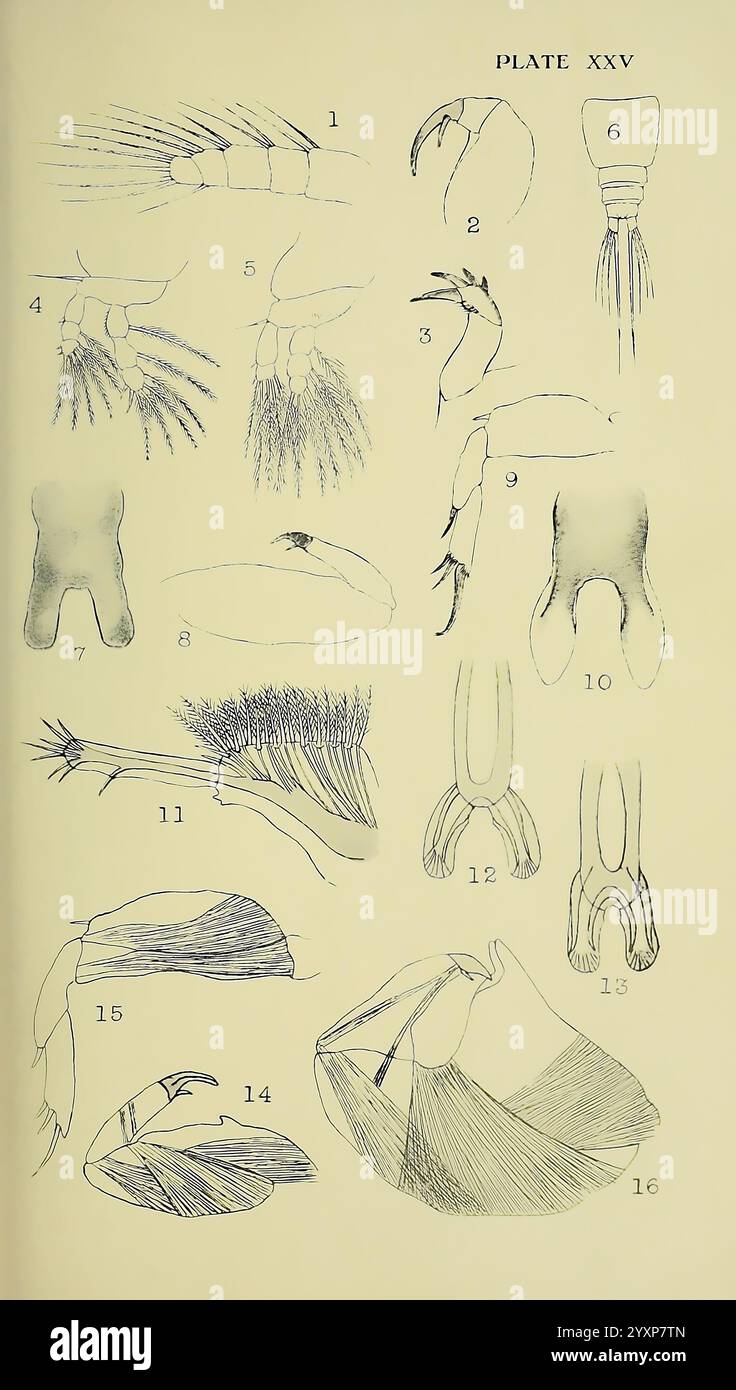 Detailed anatomical drawings labeled hi-res stock photography and ...