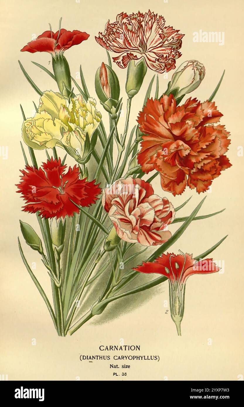 Bloom features distinctive hi-res stock photography and images - Alamy