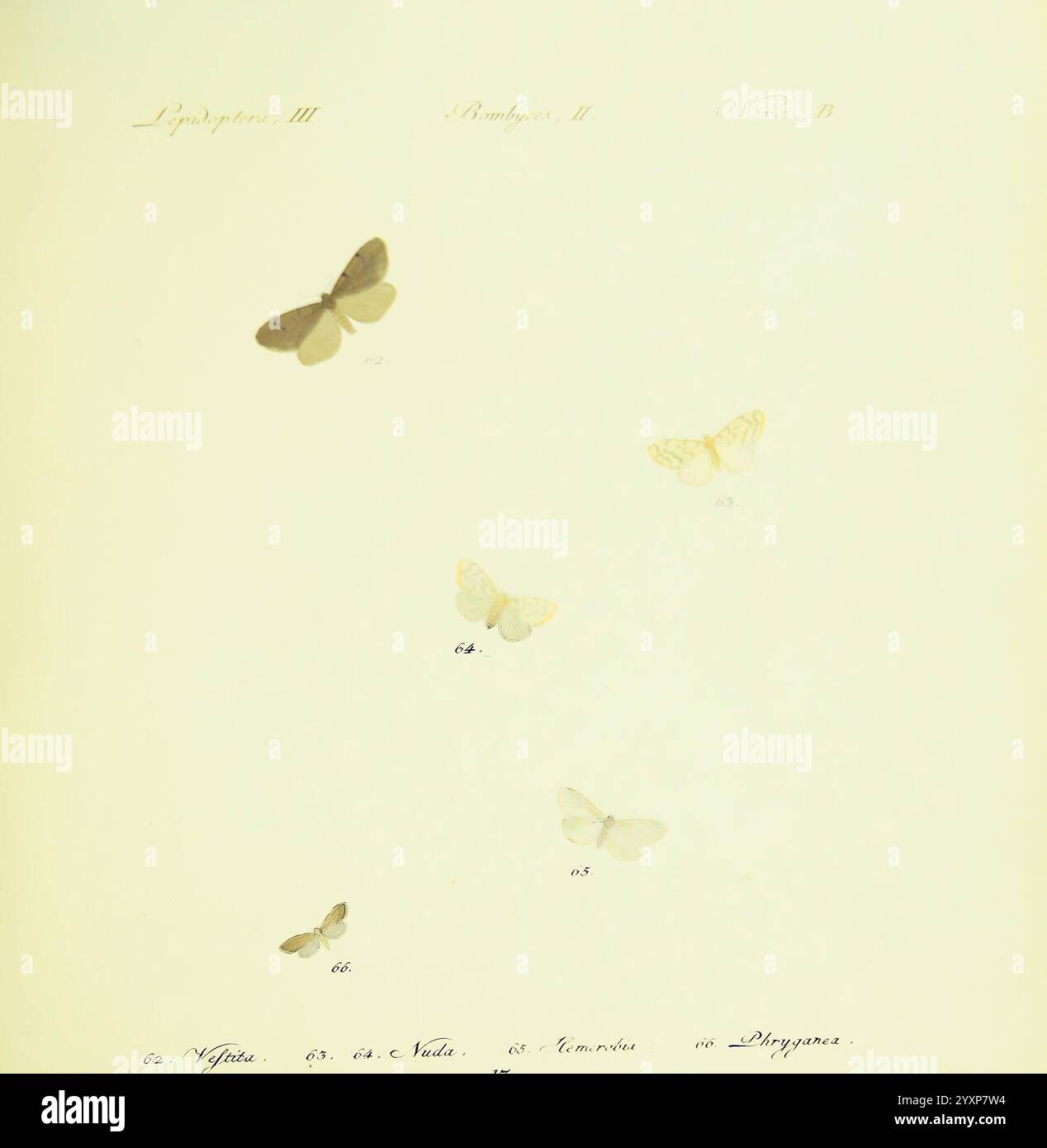 Meticulous nature of entomological study hi-res stock photography and ...