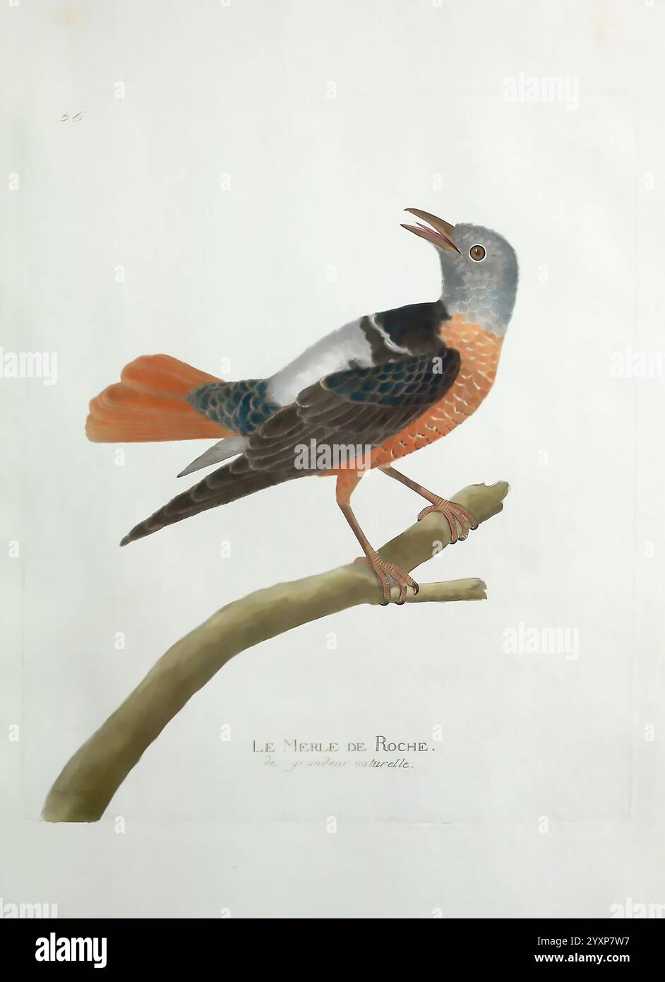 Birds chest features hi-res stock photography and images - Alamy