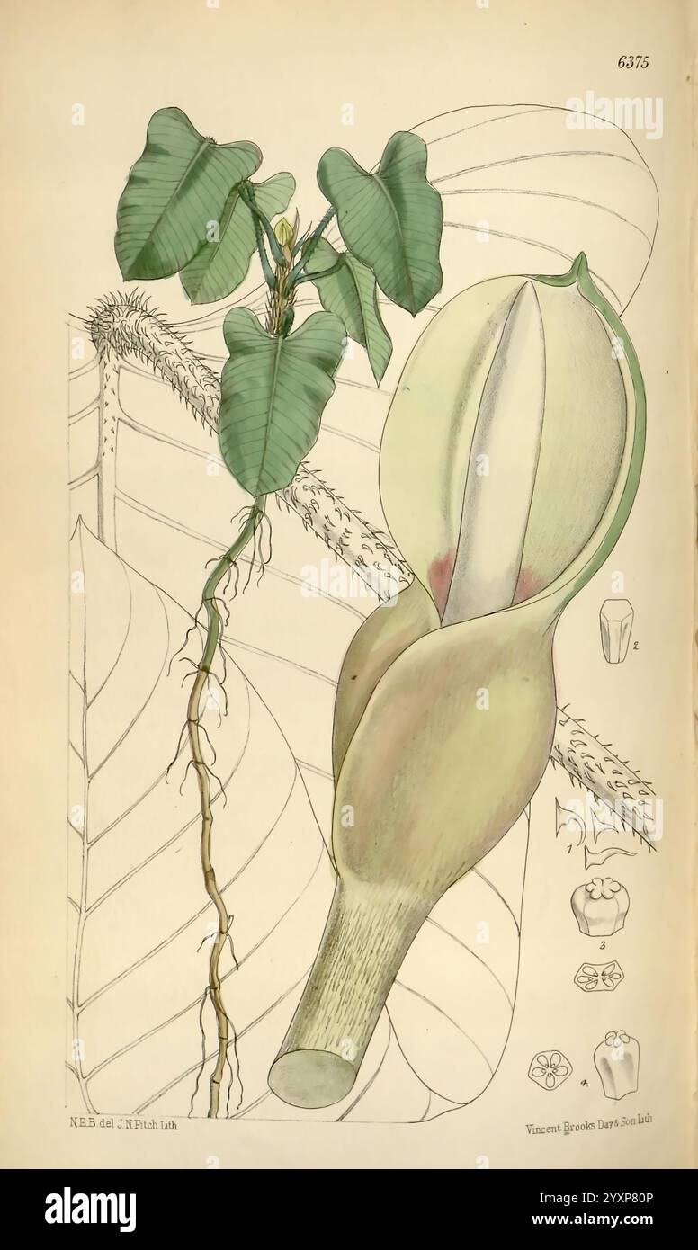 Curtis's Botanical Magazine London New York Botanical Illustration ...