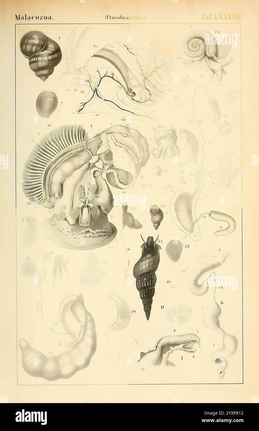 Malacological anatomy hi-res stock photography and images - Alamy