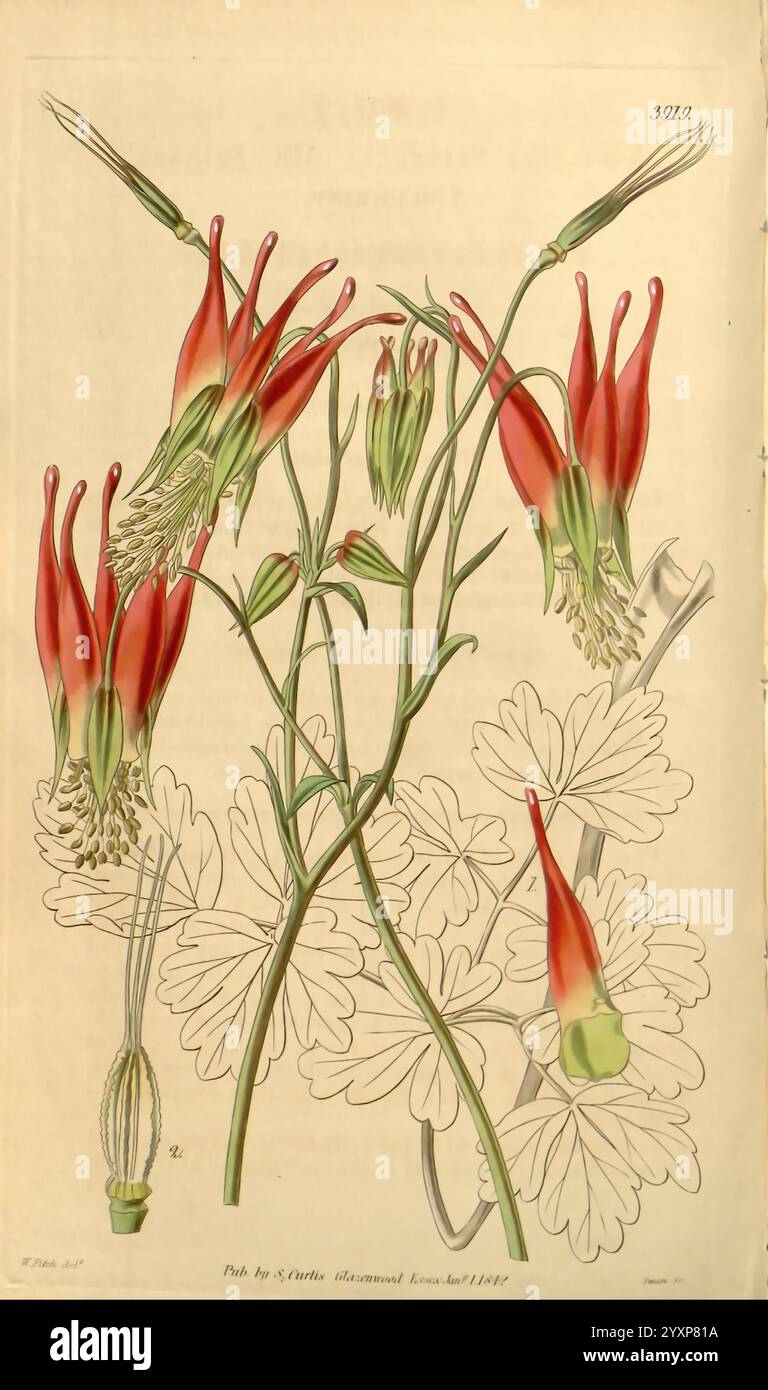 Flared tips hi-res stock photography and images - Alamy