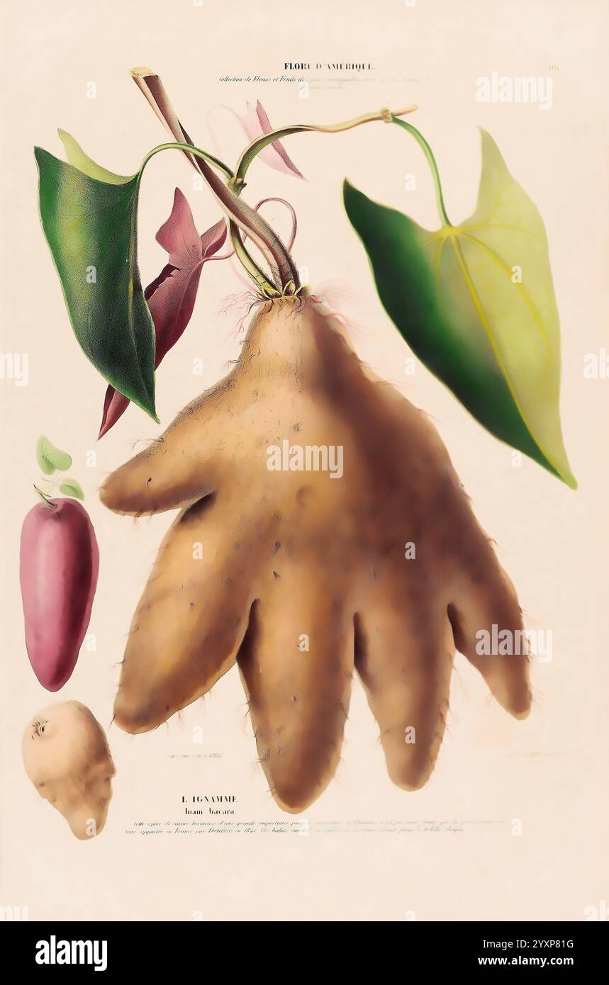 Hand shaped tuber hi-res stock photography and images - Alamy
