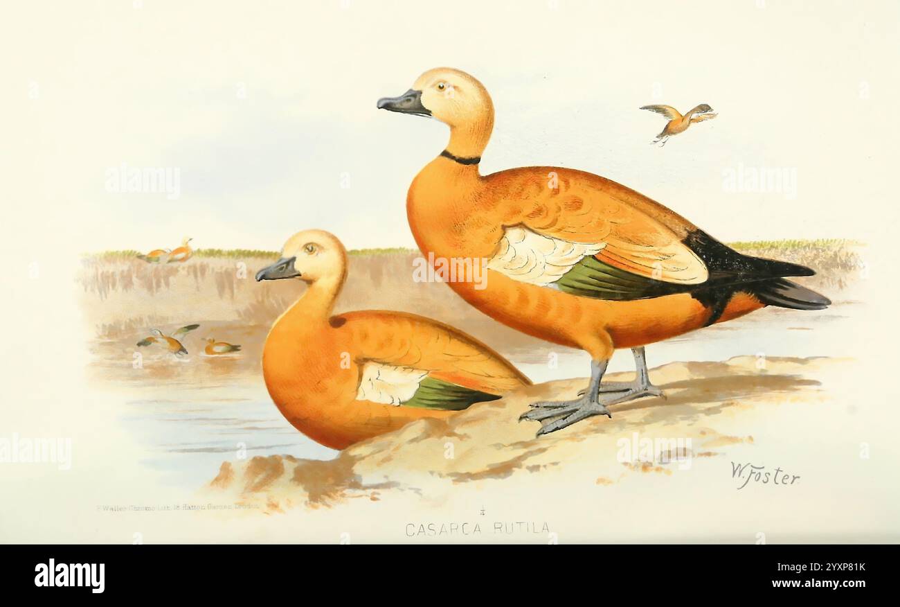 Striking plumage features rich shades hi-res stock photography and ...