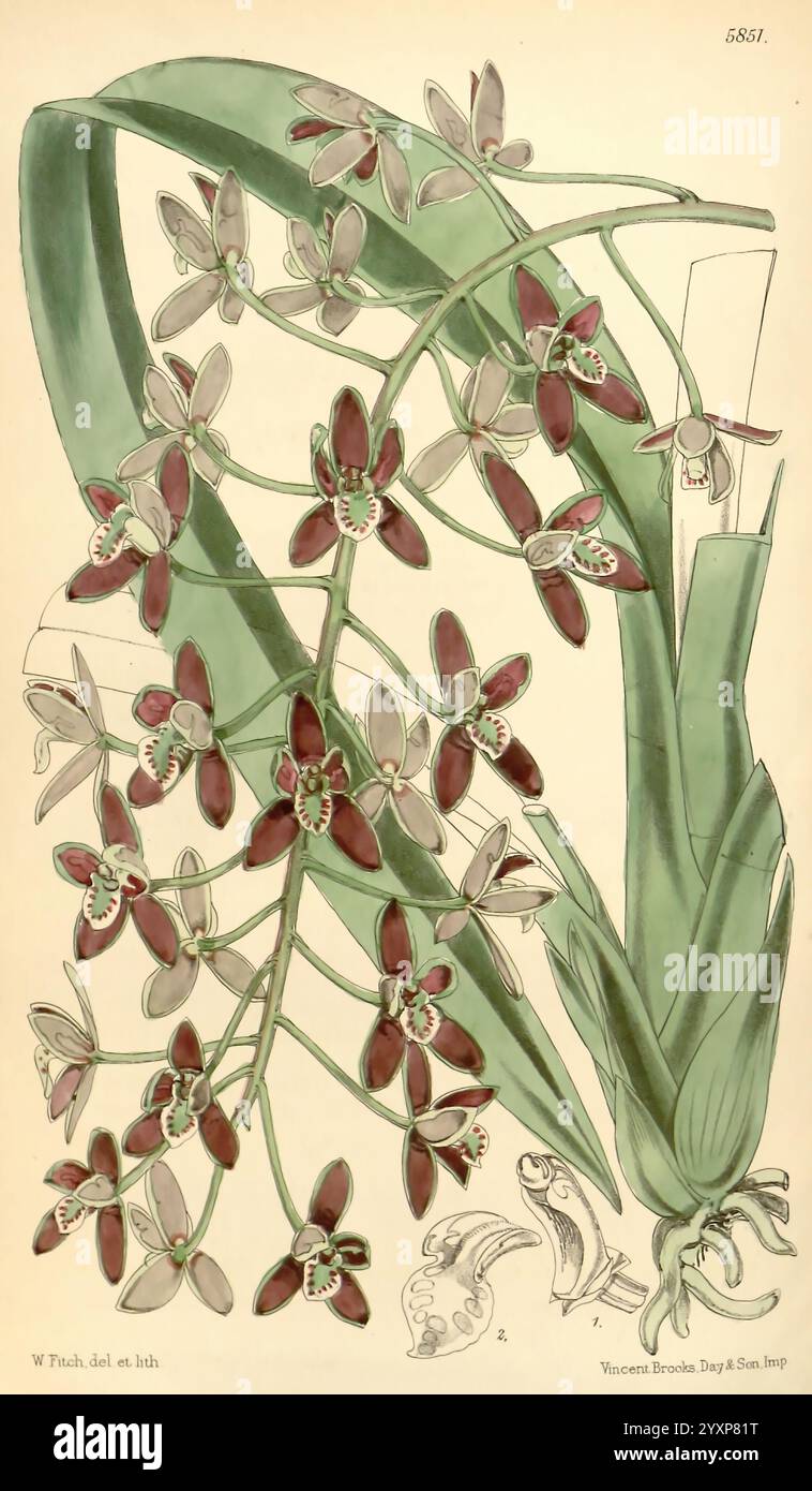 Curtis's Botanical Magazine London New York Botanical Illustration ...