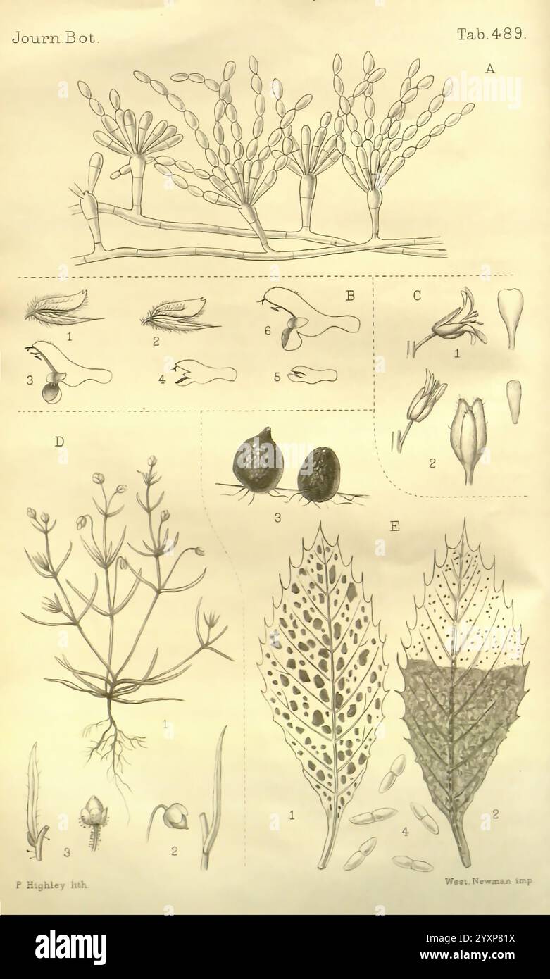 Journal of Botany, British and Foreign London Robert Hardwicke 1863 ...