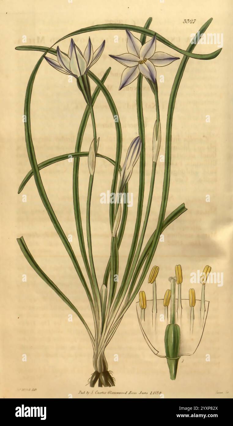Detailed depiction features multiple stems hi-res stock photography and ...