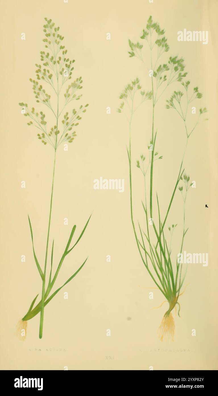 A natural history of British grasses, London, Groombridge, 1858, Great ...