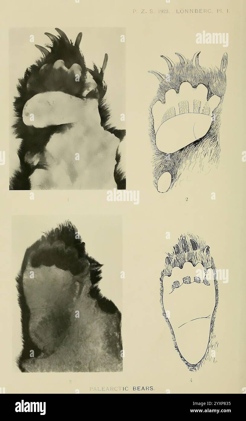Bear paw anatomy hi-res stock photography and images - Alamy