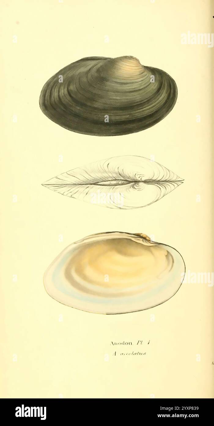 Zoological, illustrations London, Baldwin, &, Cradock, 1829-1833 ...
