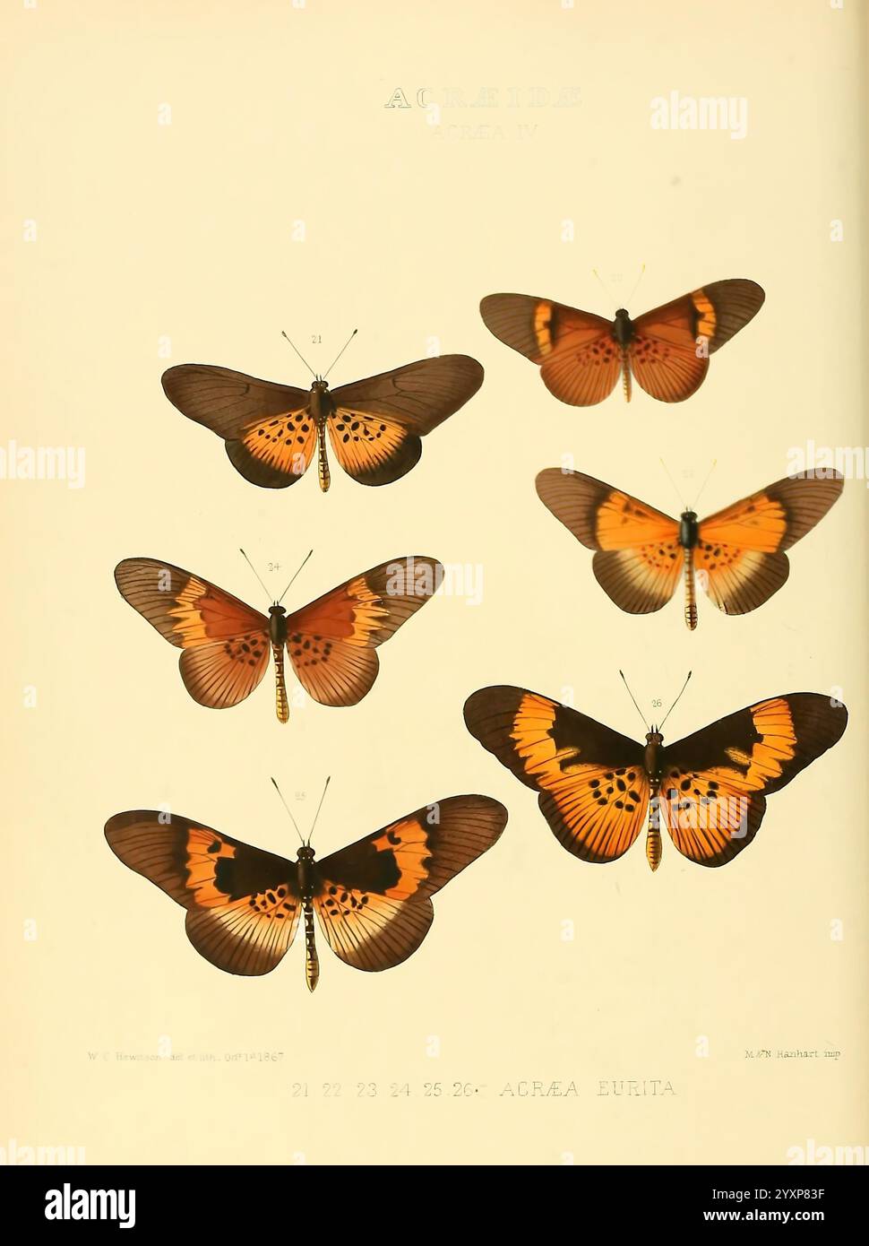 Indicating different varieties within hi-res stock photography and ...