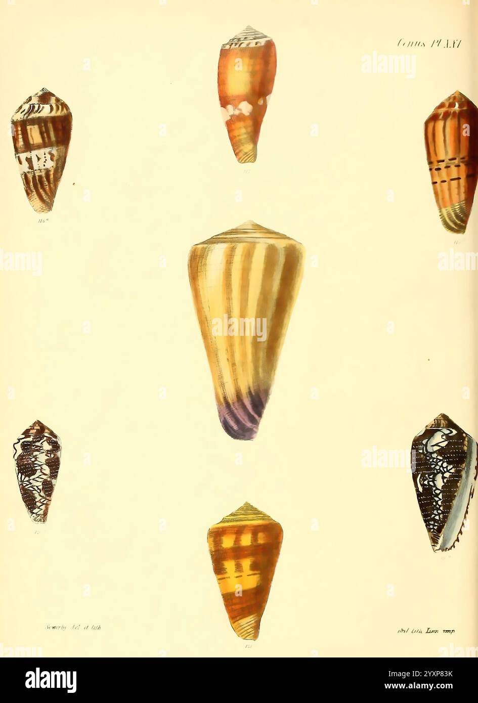 Conchologia Iconica, or Illustrations of the Shells of Molluscous ...