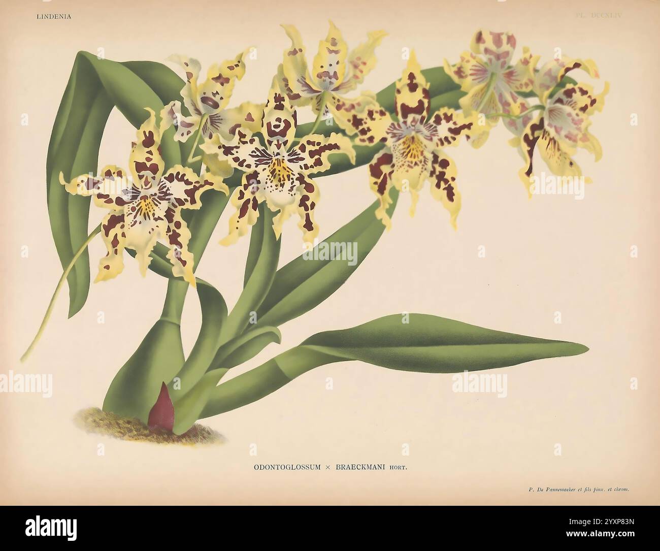 Orchids classification hi-res stock photography and images - Alamy