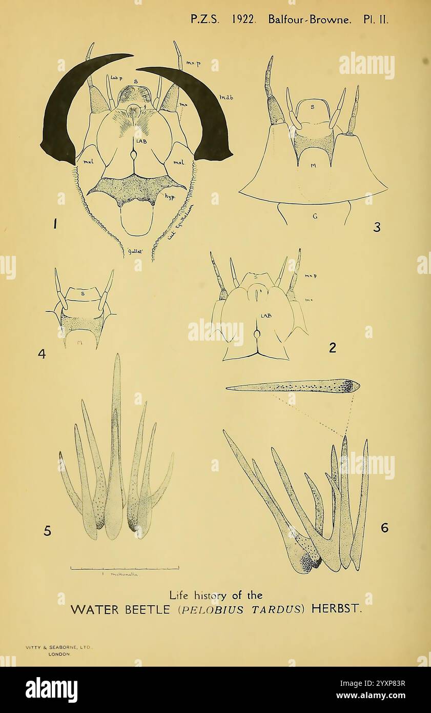 Intricacies of beetle morphology hi-res stock photography and images ...