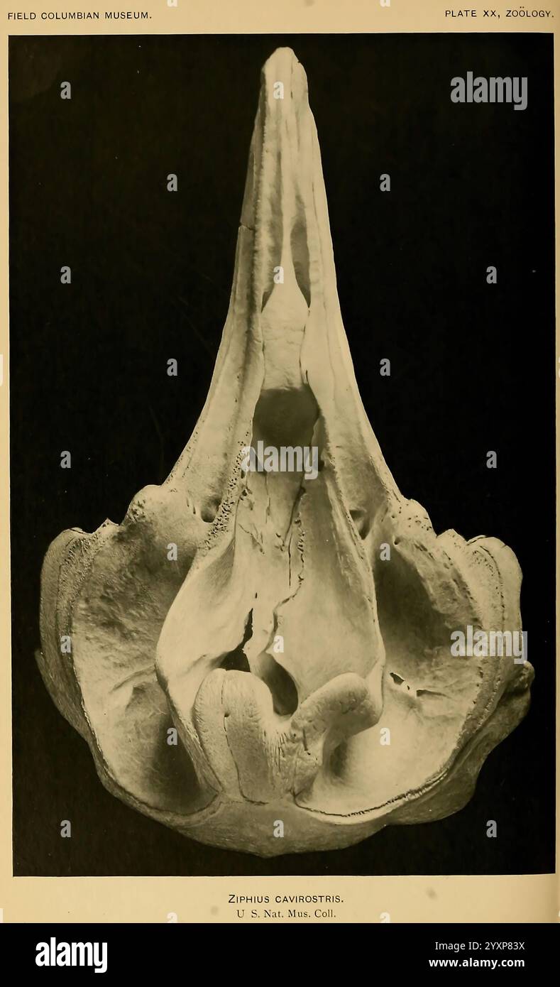Deep cavities typical hi-res stock photography and images - Alamy