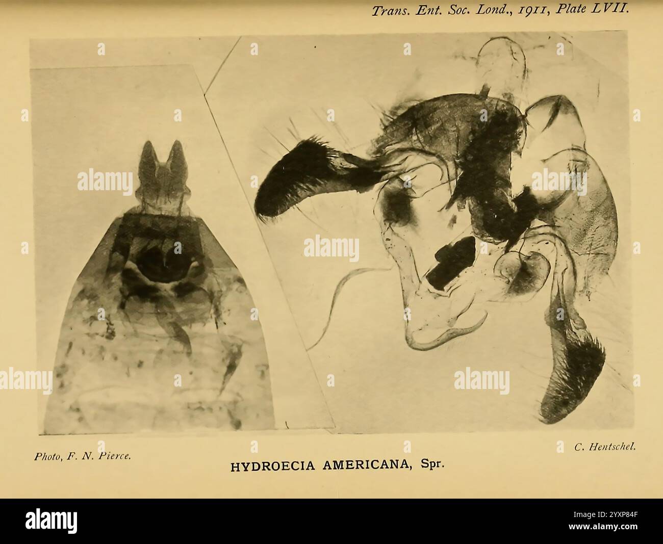 Transactions Of The Entomological Society Of London London The