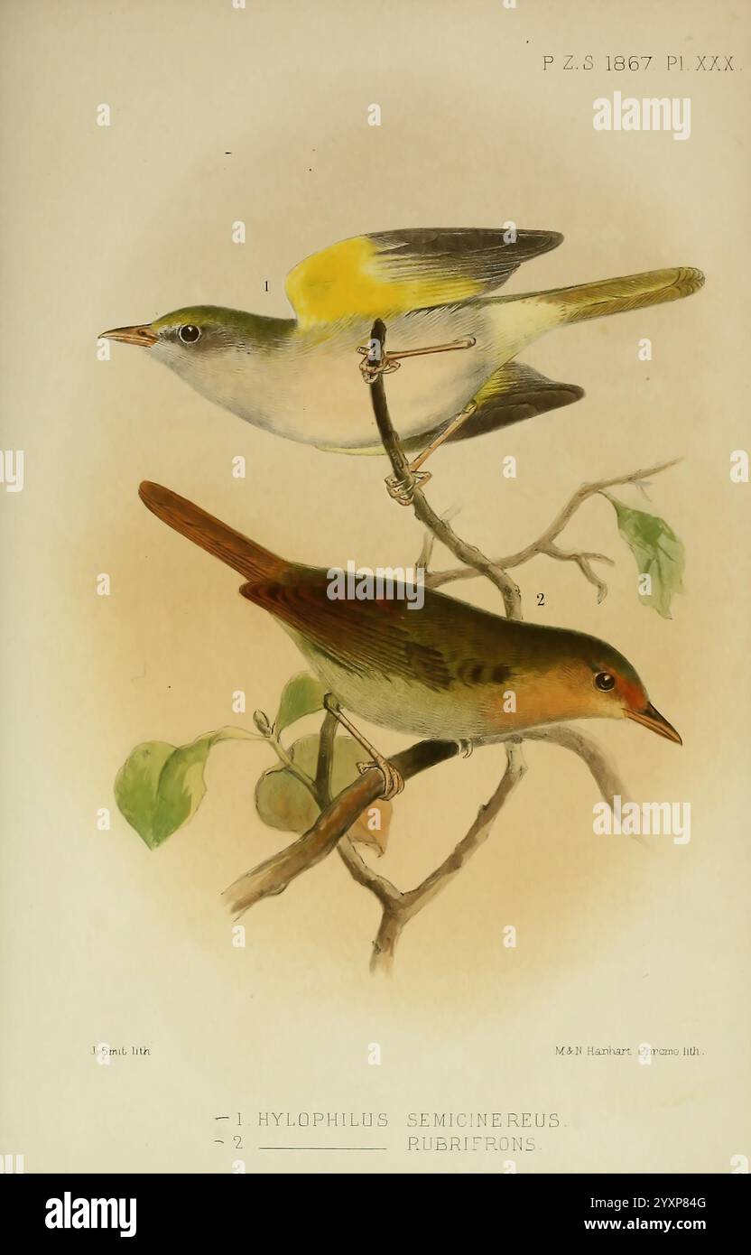 Subtle wing markings hi-res stock photography and images - Alamy