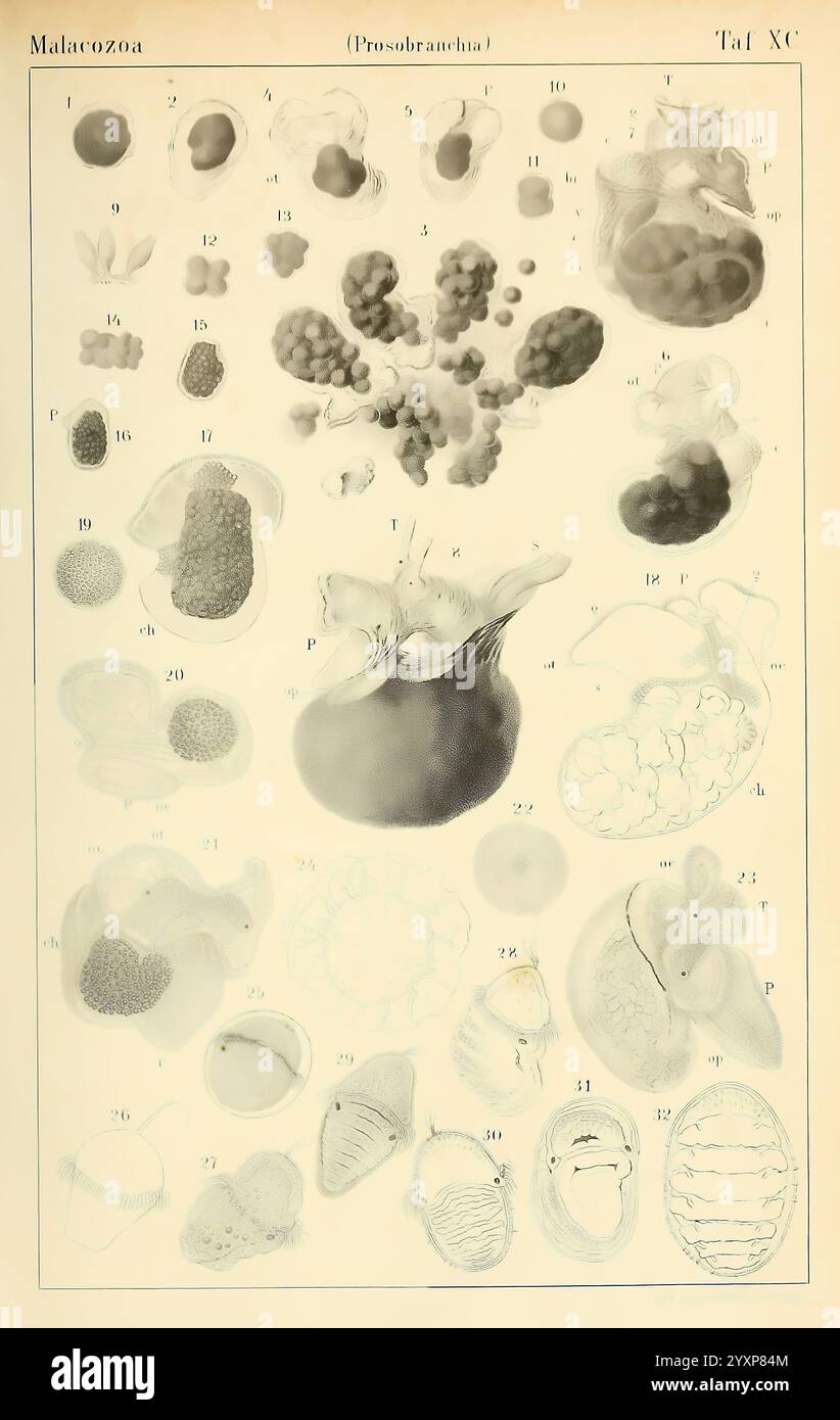 Malacozooa class hi-res stock photography and images - Alamy